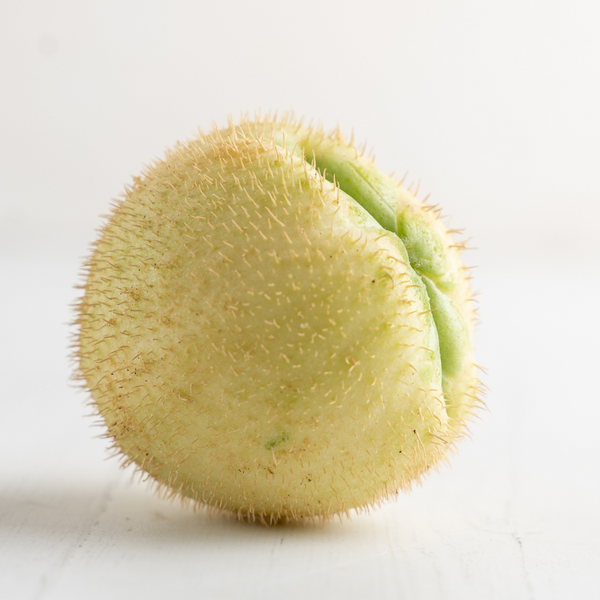 Compra a domicilio Perulero en Guatemala | Vegetal Nutritivo y Versátil ...